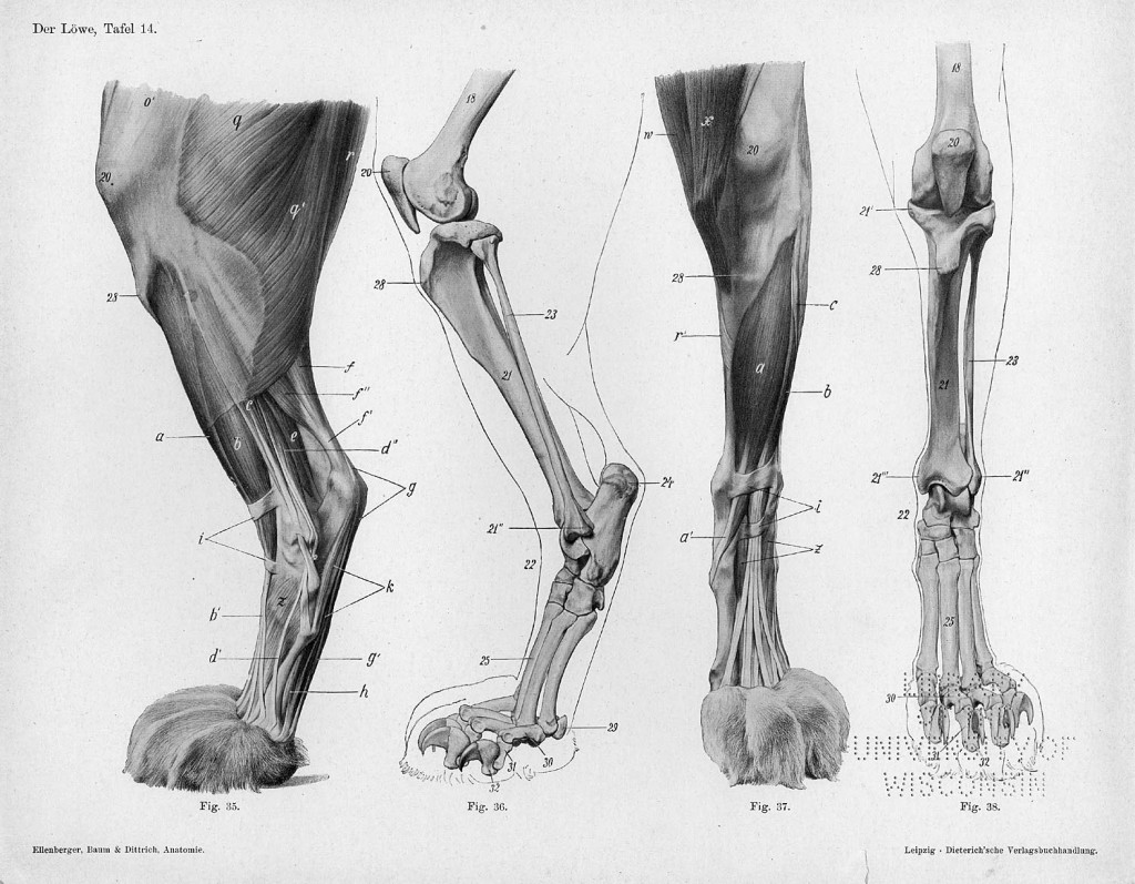 Hind Leg Lameness In More Than 1 Limb Rhodes 2 Safety Hind Leg Lameness In More Than 1 Limb Rhodes 2 Safety