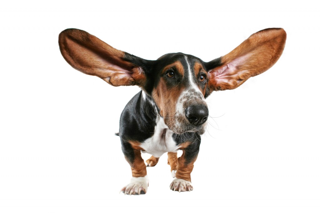 Bleeding Ear Tips – Rhodes 2 Safety – Rhodes 2 Safety